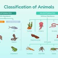 Recent Activity - Viesearch